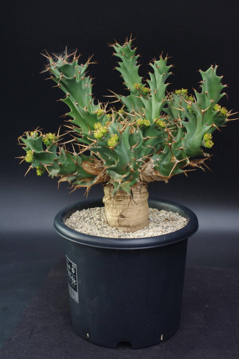 Yahoo!オークション - ユーフォルビア トルチラマ Euphorbia tortirama