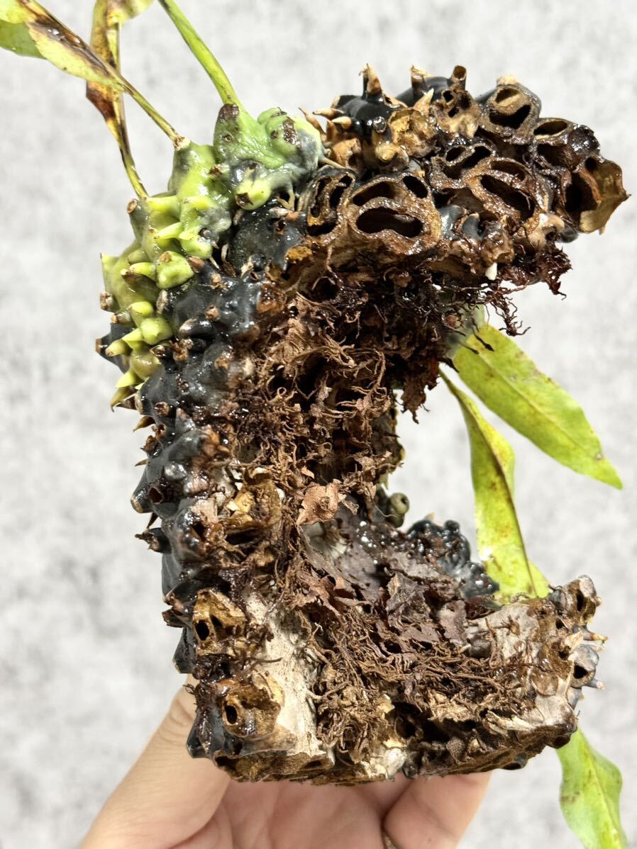 Yahoo!オークション - B73 Lecanopteris balgooyi レカノプテリスバル...