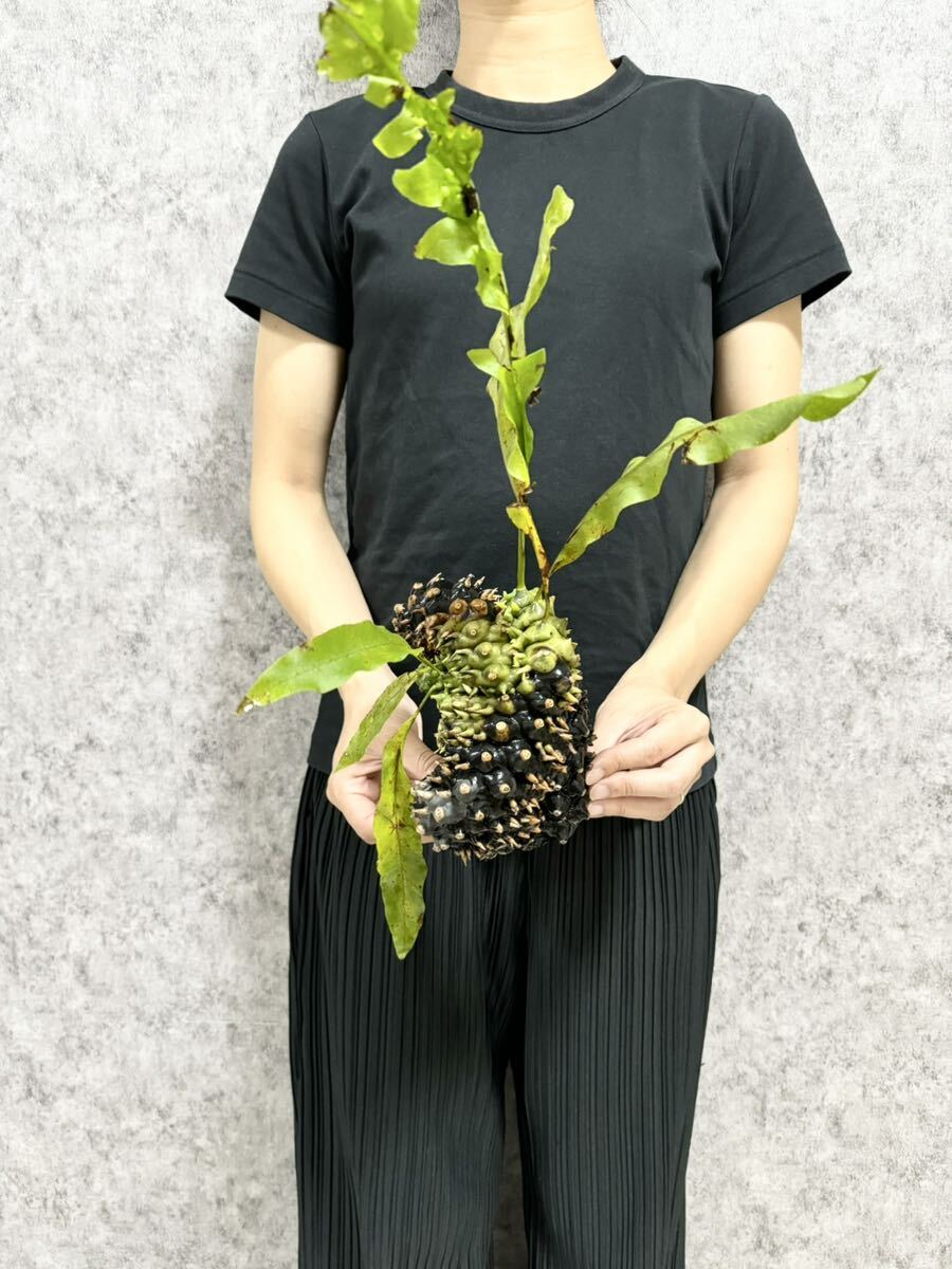 Yahoo!オークション - B73 Lecanopteris balgooyi レカノプテリスバル...