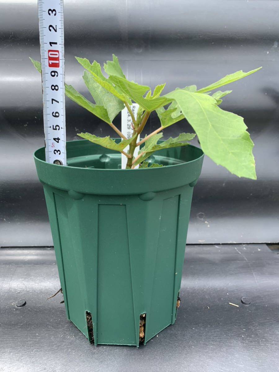 Yahoo!オークション - 24036【イチジク苗木】ラズベリーラテ Raspberry...