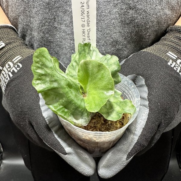 Yahoo!オークション - Y047 Platycerium wandae 'Dwarf & Curling' (台...