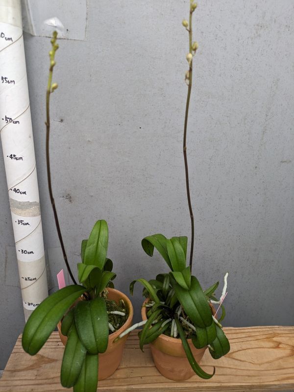 Yahoo!オークション - 7227【つぼみ付き株】ドリティス プルケリマ ア...