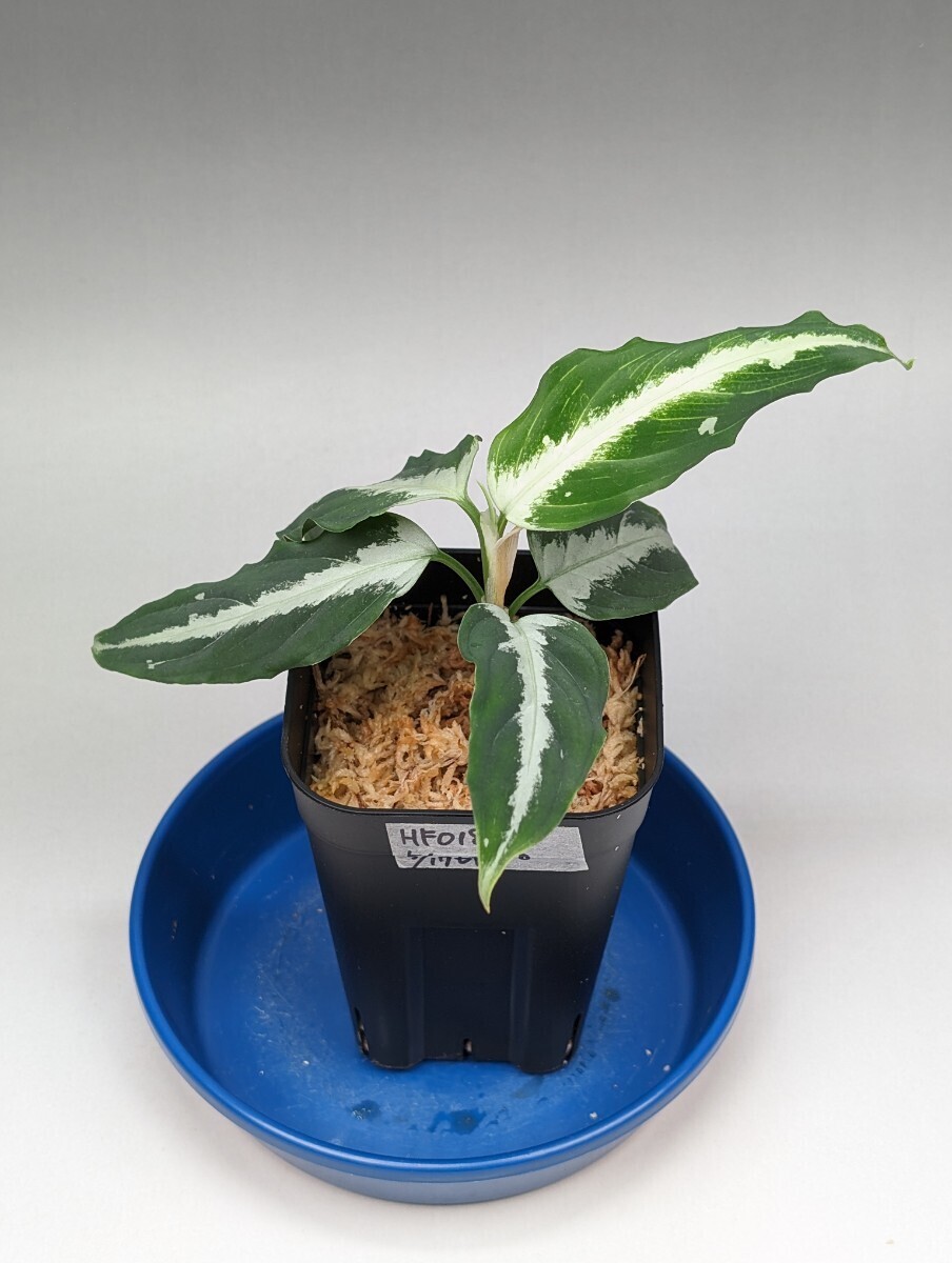 Yahoo!オークション - ネームド交配 オリジナル交配株 HF018_A個体 ア...