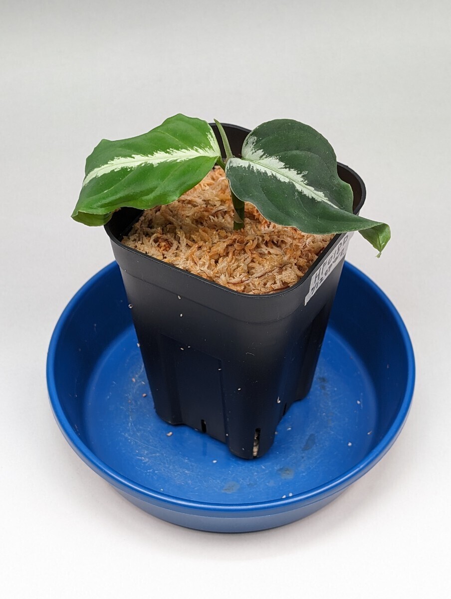 Yahoo!オークション - ネームド交配 オリジナル交配株 HF018_D個体 ア...