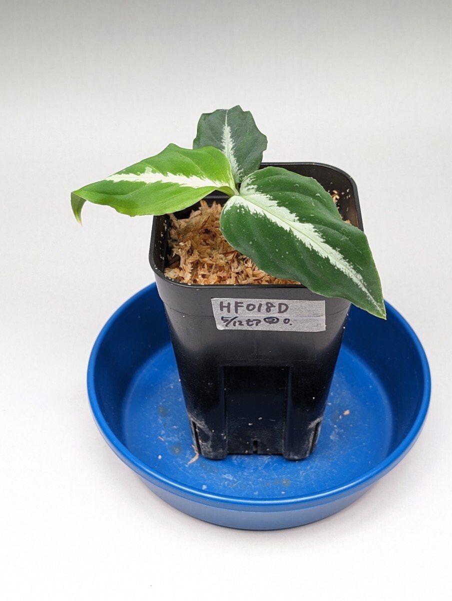 Yahoo!オークション - ネームド交配 オリジナル交配株 HF018_D個体 ア...