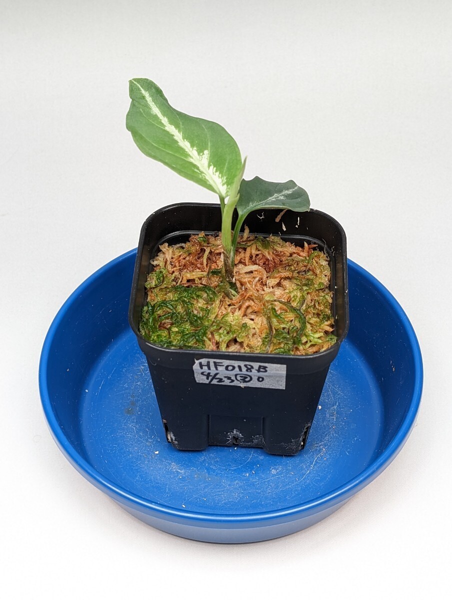 Yahoo!オークション - ネームド交配 オリジナル交配株 HF018_B個体 ア...