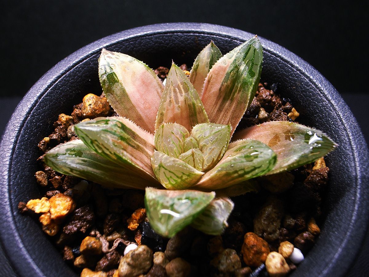 多肉植物 ハオルチア 梅仙錦 極上斑 & 地味斑 2頭株/ Haworthia hyb. variegata(サボテン)｜売買されたオークション情報、yahooの商品情報をアーカイブ公開 ...