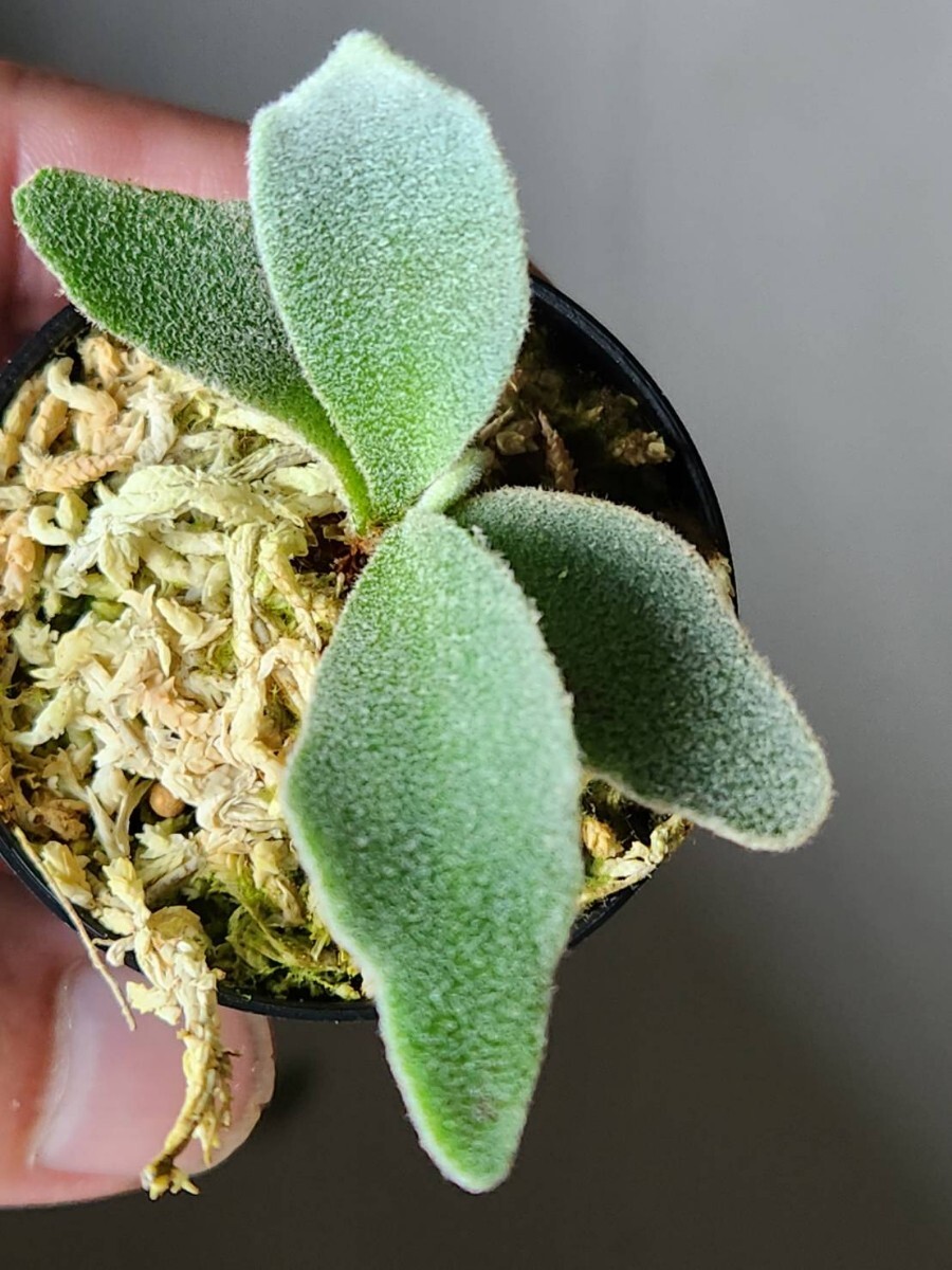 Yahoo!オークション - K46 P.Willinckii O.M.G sporeling