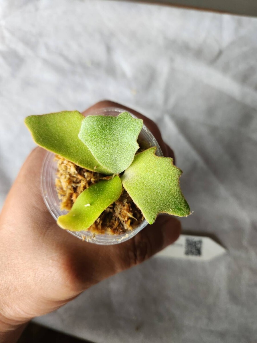 Yahoo!オークション - K89 P.Willinckii OMG × Bogor Mr Suddan mix spore