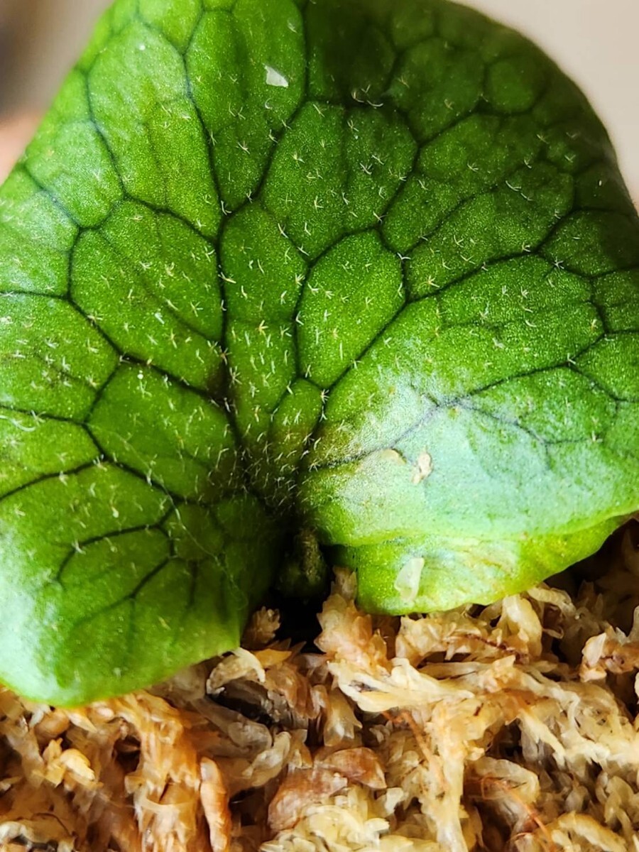 Yahoo!オークション - K92 P. Superbum dwarf 激レア品種 流通少なめ