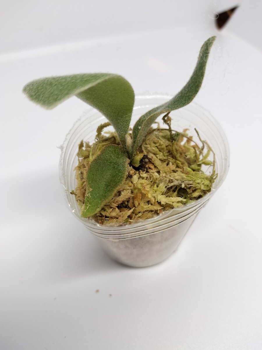 Yahoo!オークション - L59 P.Willinckii OMG × Veitchii Katsu mix s...