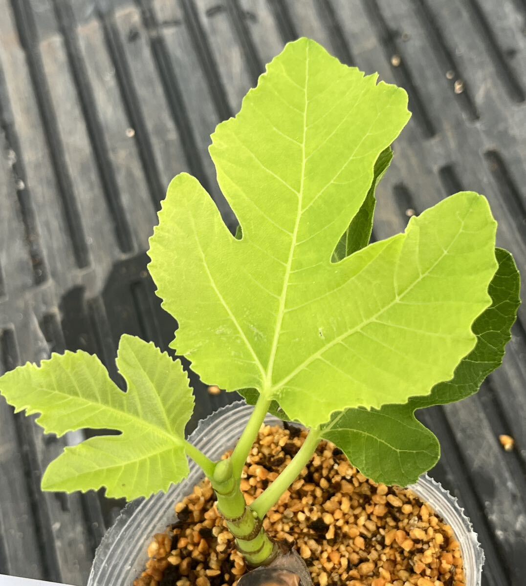 Yahoo!オークション - 【イチジク苗木】LSUスコッツブラック（LSU Scot...