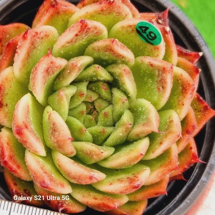 Yahoo!オークション - 0705発送-G049 オレンジアップル エケベリア 多...