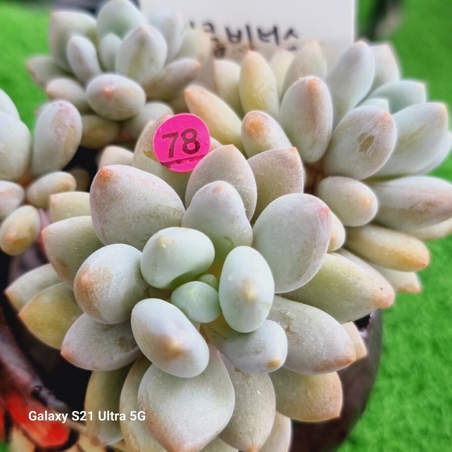 Yahoo!オークション - 0705発送-P078 ラキュームヴィーナス エケベリア...