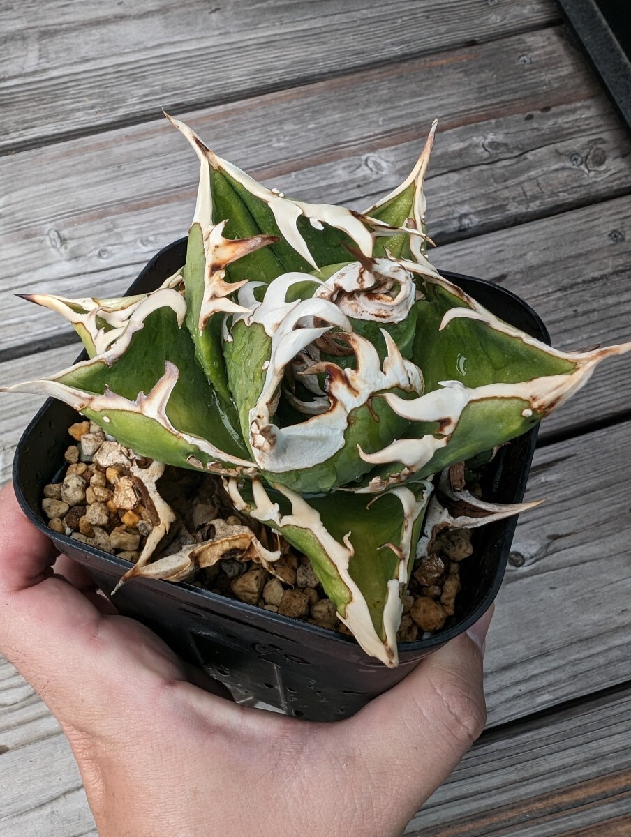 Yahoo!オークション - アガベ チタノタ CG01 COK