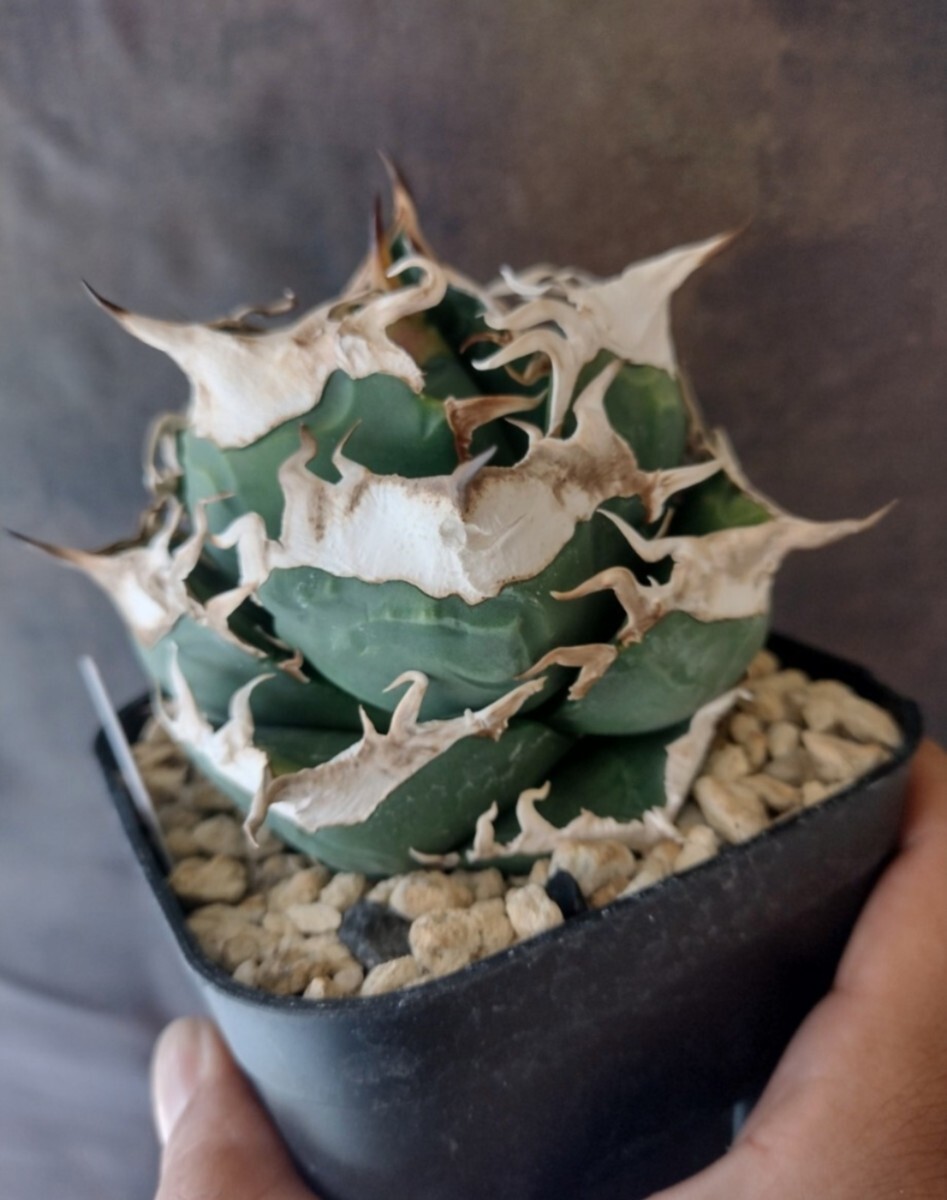 Yahoo!オークション - 【AGAVE TITANOTA 南アフリカダイヤモンド】SAD ...