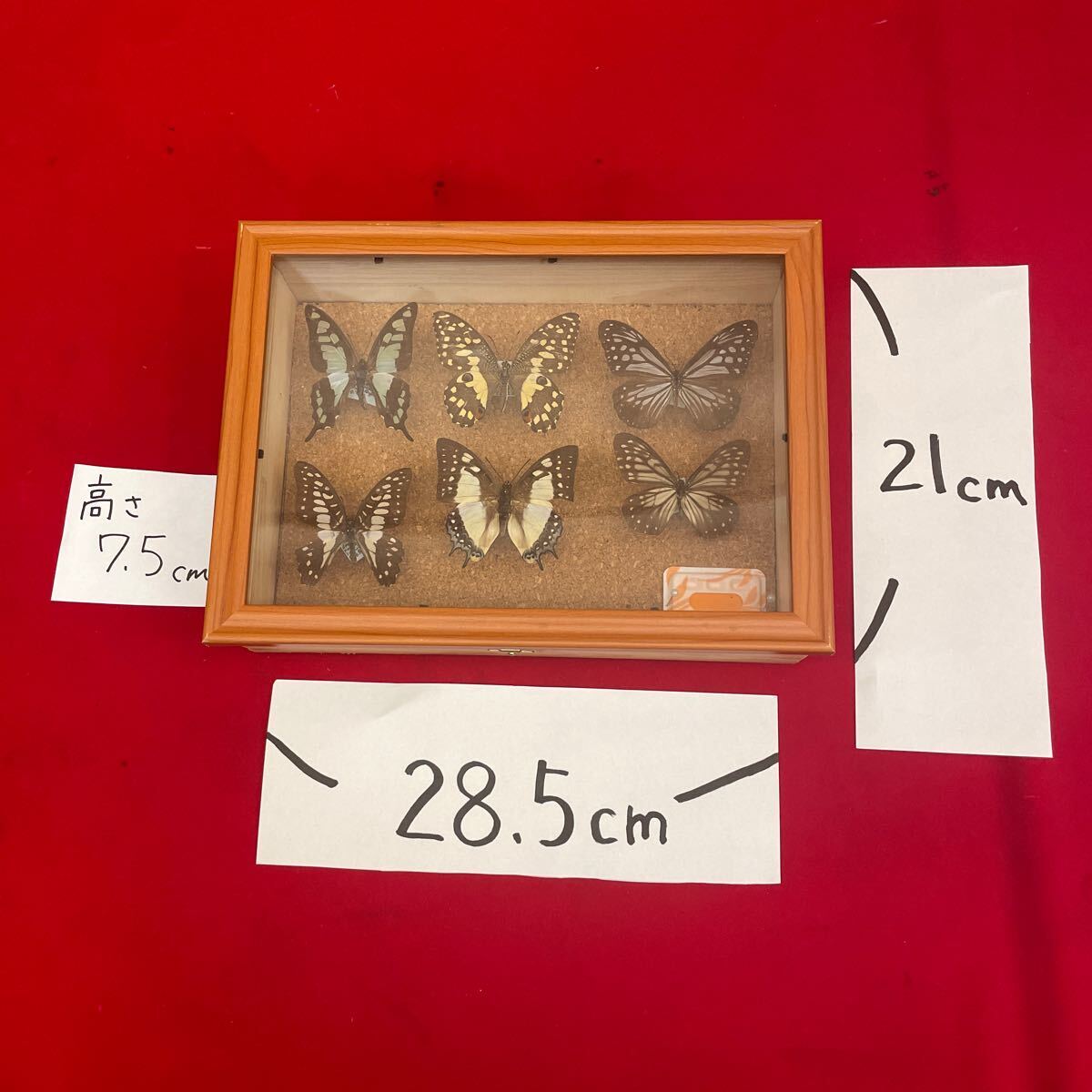Yahoo!オークション - コレクター放出 蝶々 標本 /オナシアゲハ/タイ...