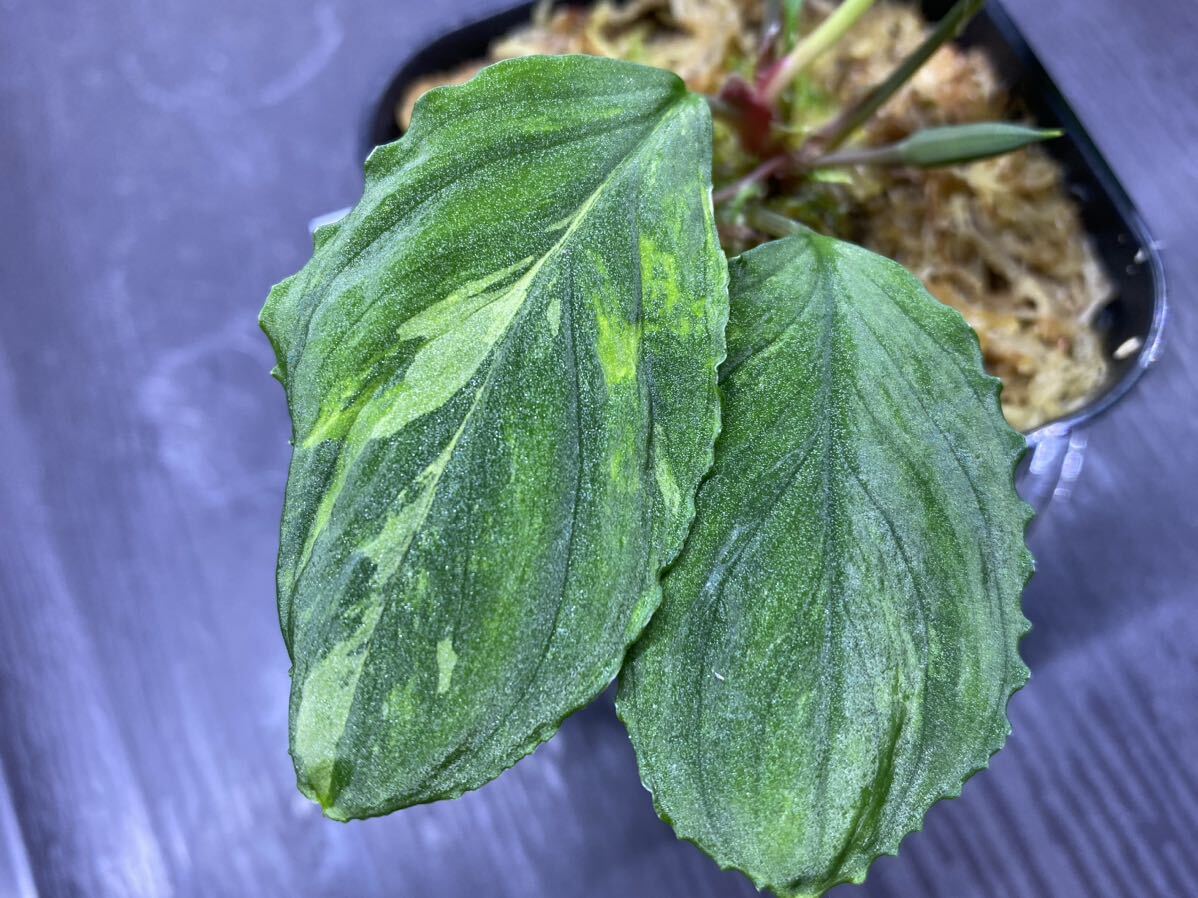 Yahoo!オークション - Homalomena sp.Green Sabah-6【R0515-03a】 ホマ...