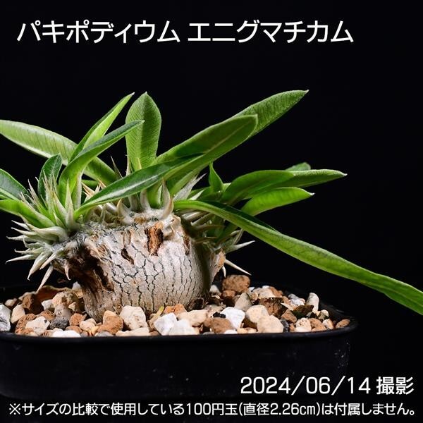 Yahoo!オークション - 3AB 実生 パキポディウム エニグマチカム コーデ...