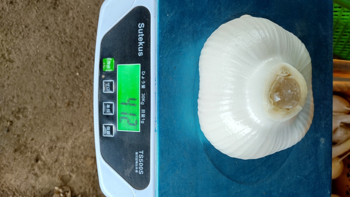 Yahoo!オークション - ジャンボニンニク M~3Lサイズ 4kg 無化成肥料栽...