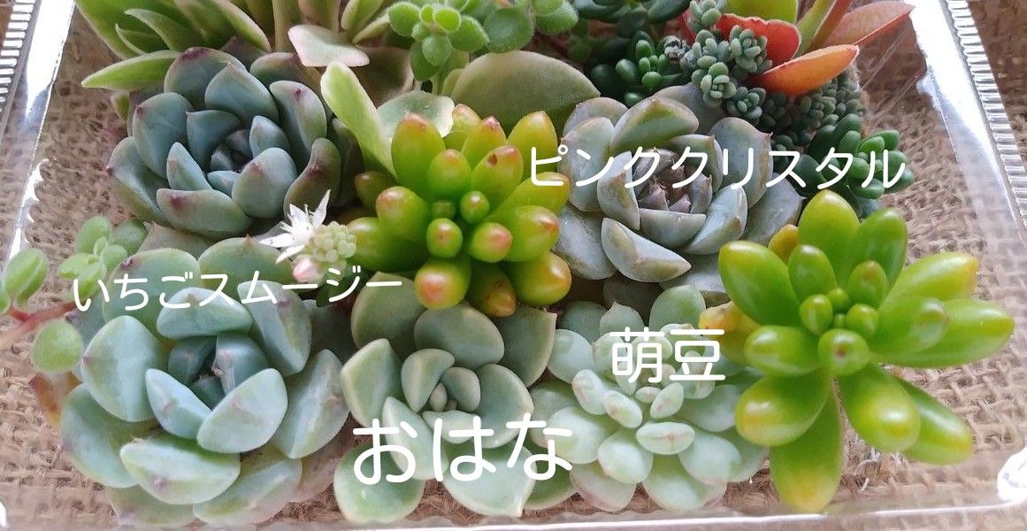 多肉植物 つぶつぶ屋さん おはな(小苗)入り いちごスムージー 多肉植物 つぶつぶ屋さん おはな(小苗)入り いちごスムージー