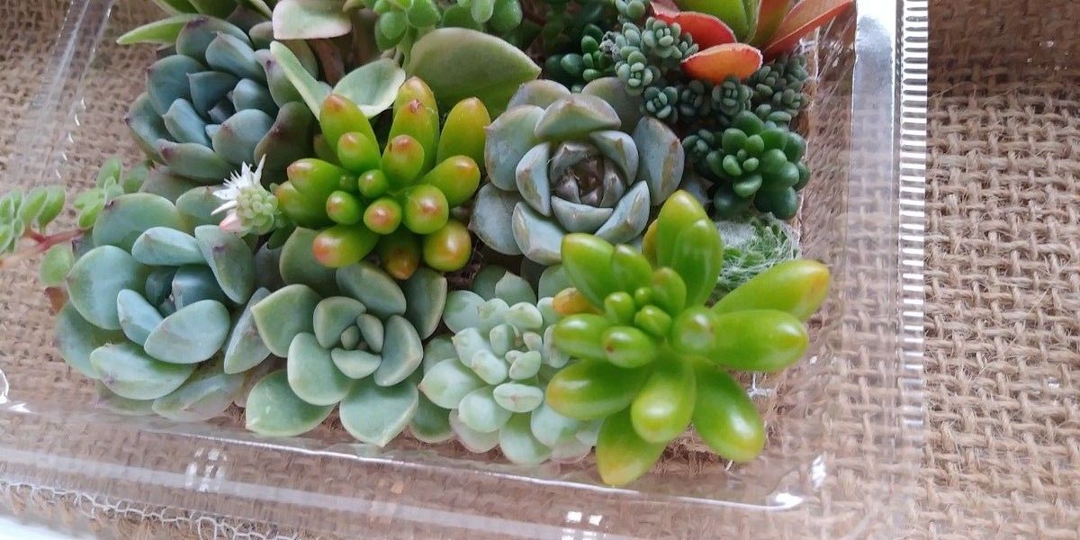 多肉植物 つぶつぶ屋さん おはな(小苗)入り いちごスムージー 多肉植物 つぶつぶ屋さん おはな(小苗)入り いちごスムージー