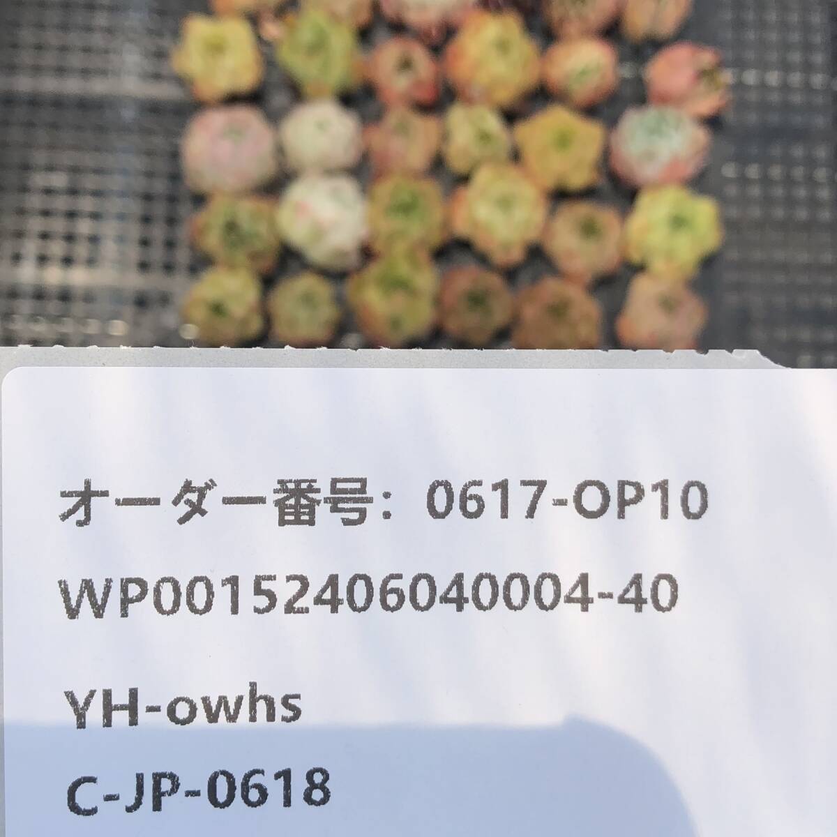 Yahoo!オークション - Top エケベリア30個 0617-OP10 多肉植物 カット...