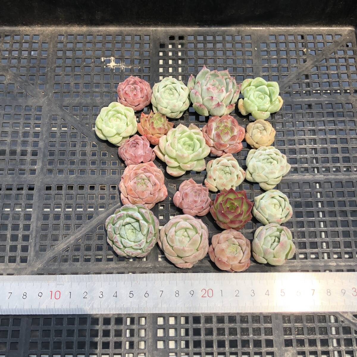 Yahoo!オークション - Top エケベリア20個 0617-OP29 多肉植物 カット...