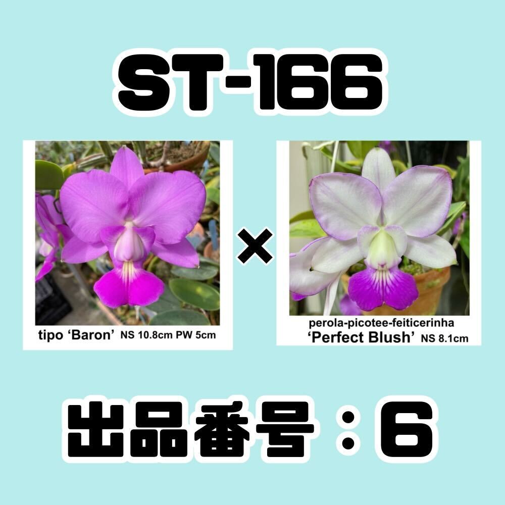 洋蘭原種 ST-166 C.walkeriana tipo 'Baron' x perola-picotee 'Perfect Blush'(ラン)｜売買されたオークション情報、yahooの ...