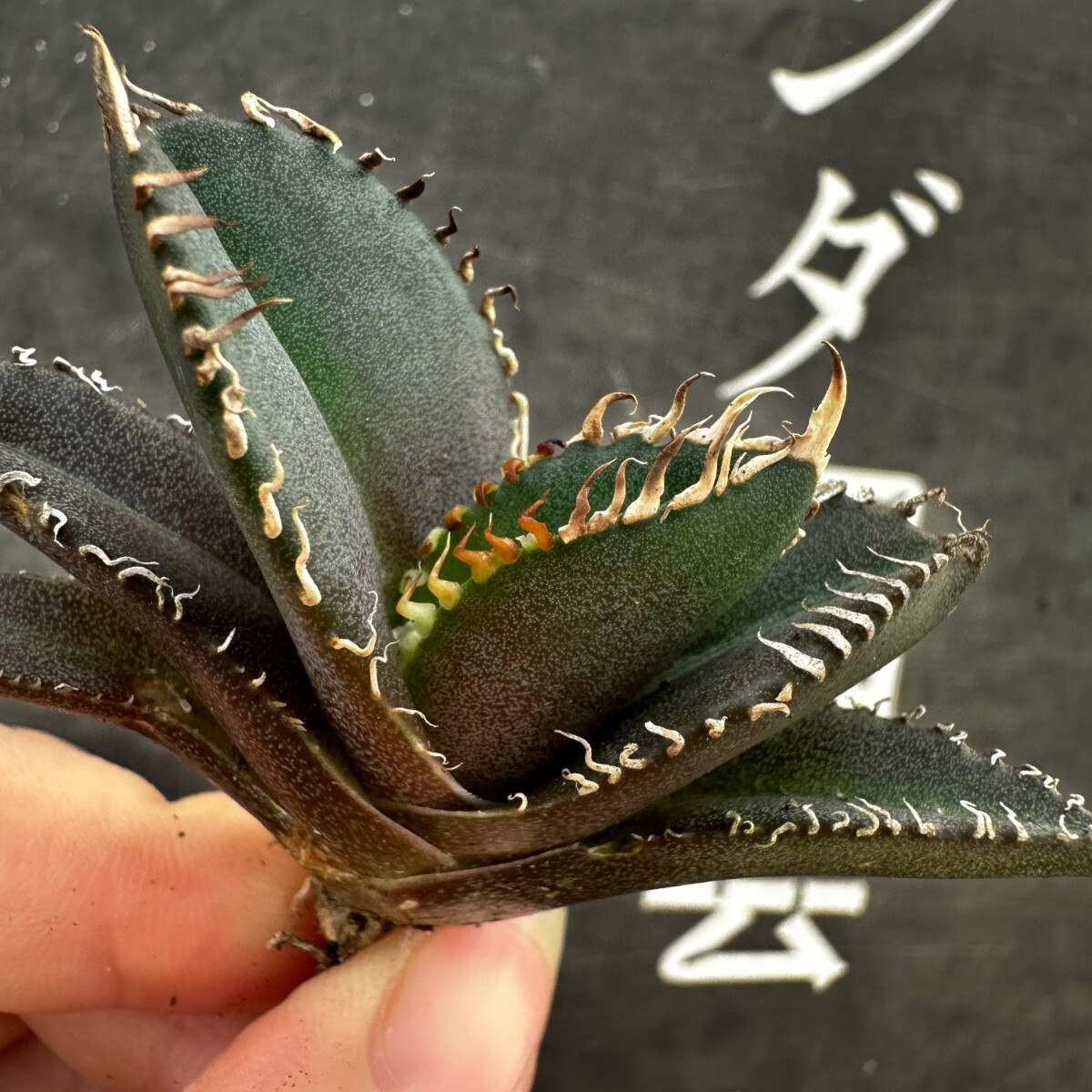 Yahoo!オークション - K49【パンダ園芸】発根済 アガベ チタノタ 金剛 ...