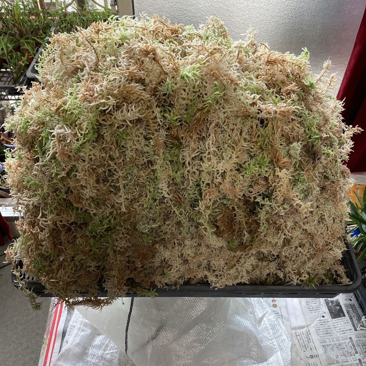 Yahoo!オークション - 台コケ 乾燥ミズゴケ 370g