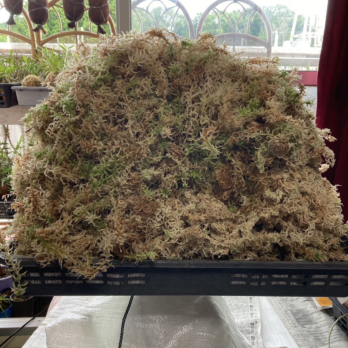 Yahoo!オークション - 台コケ 乾燥ミズゴケ 370g