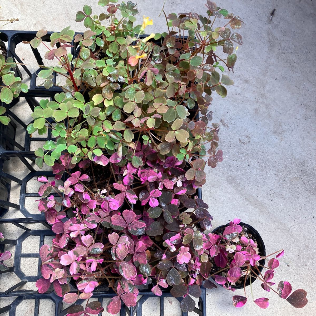 まとめ売り オキザリス 雅 黄昏｜Yahoo!フリマ（旧PayPayフリマ）