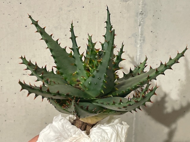 Yahoo!オークション - Plant アロエ ブローミー/ブルーミー/Aloe broom...