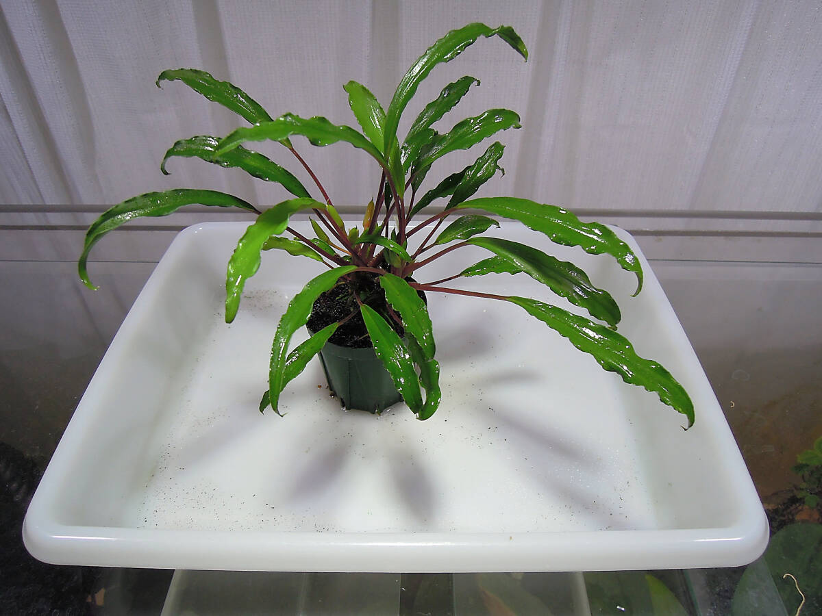 Yahoo!オークション - 0708ホマロメナsp. ナローリーフ ウェービータイ...