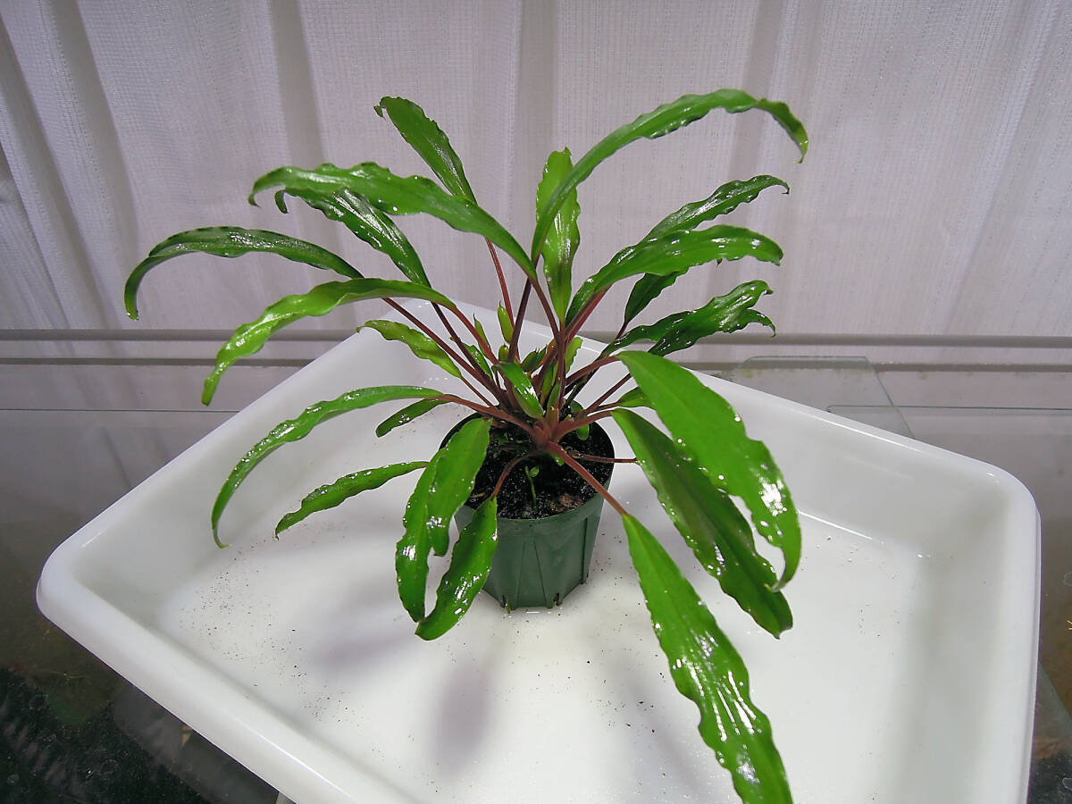 Yahoo!オークション - 0708ホマロメナsp. ナローリーフ ウェービータイプ