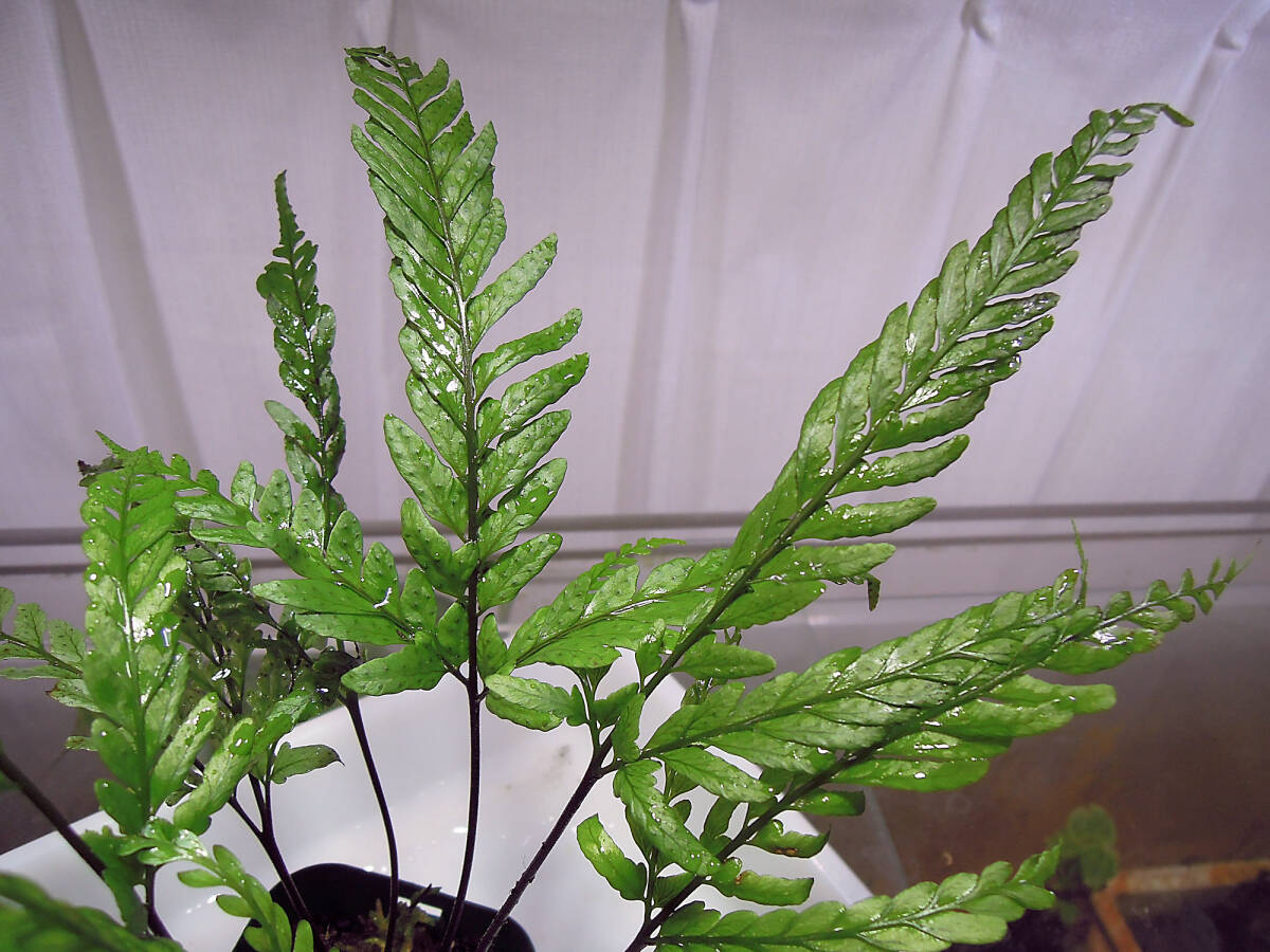 Yahoo!オークション - 0708カメルーンファーン