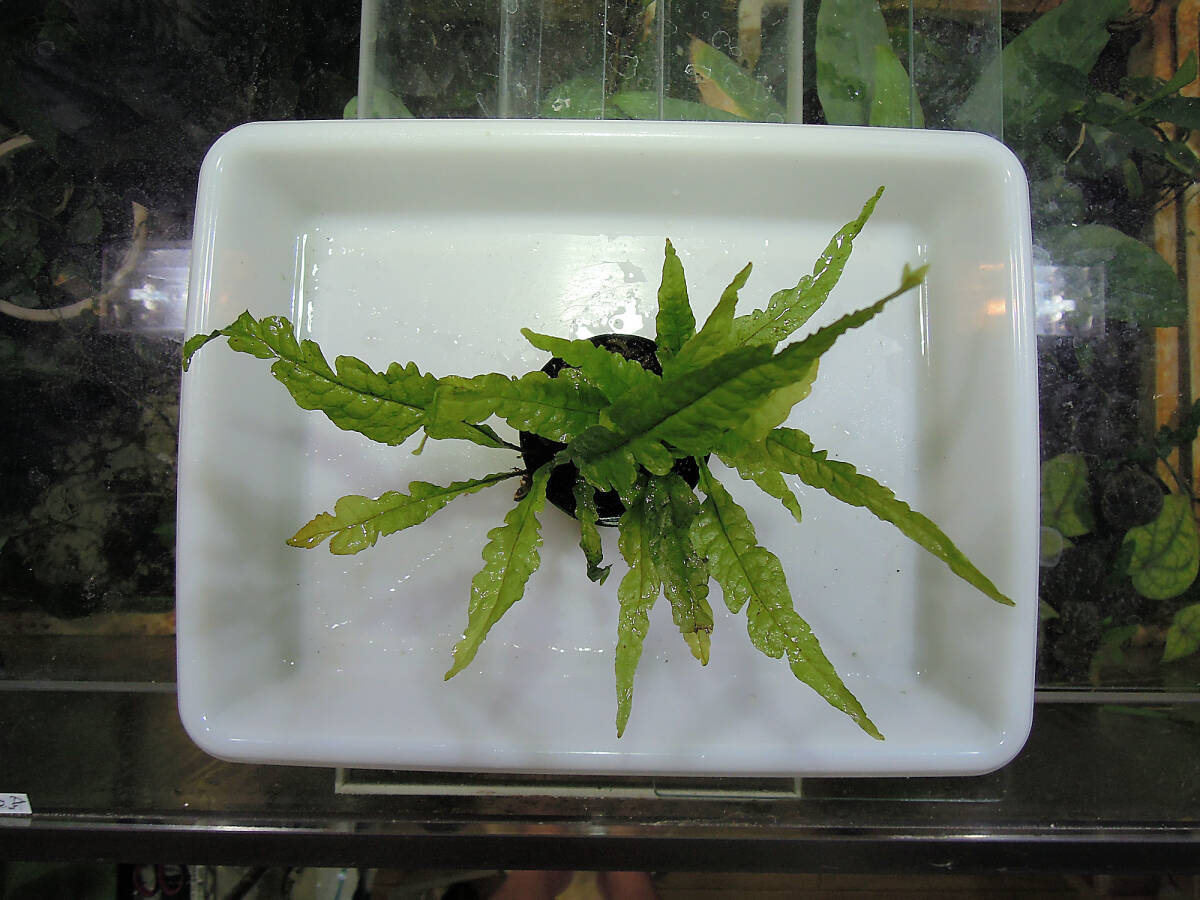 Yahoo!オークション - 0708ミクロsp._逆トロピカ