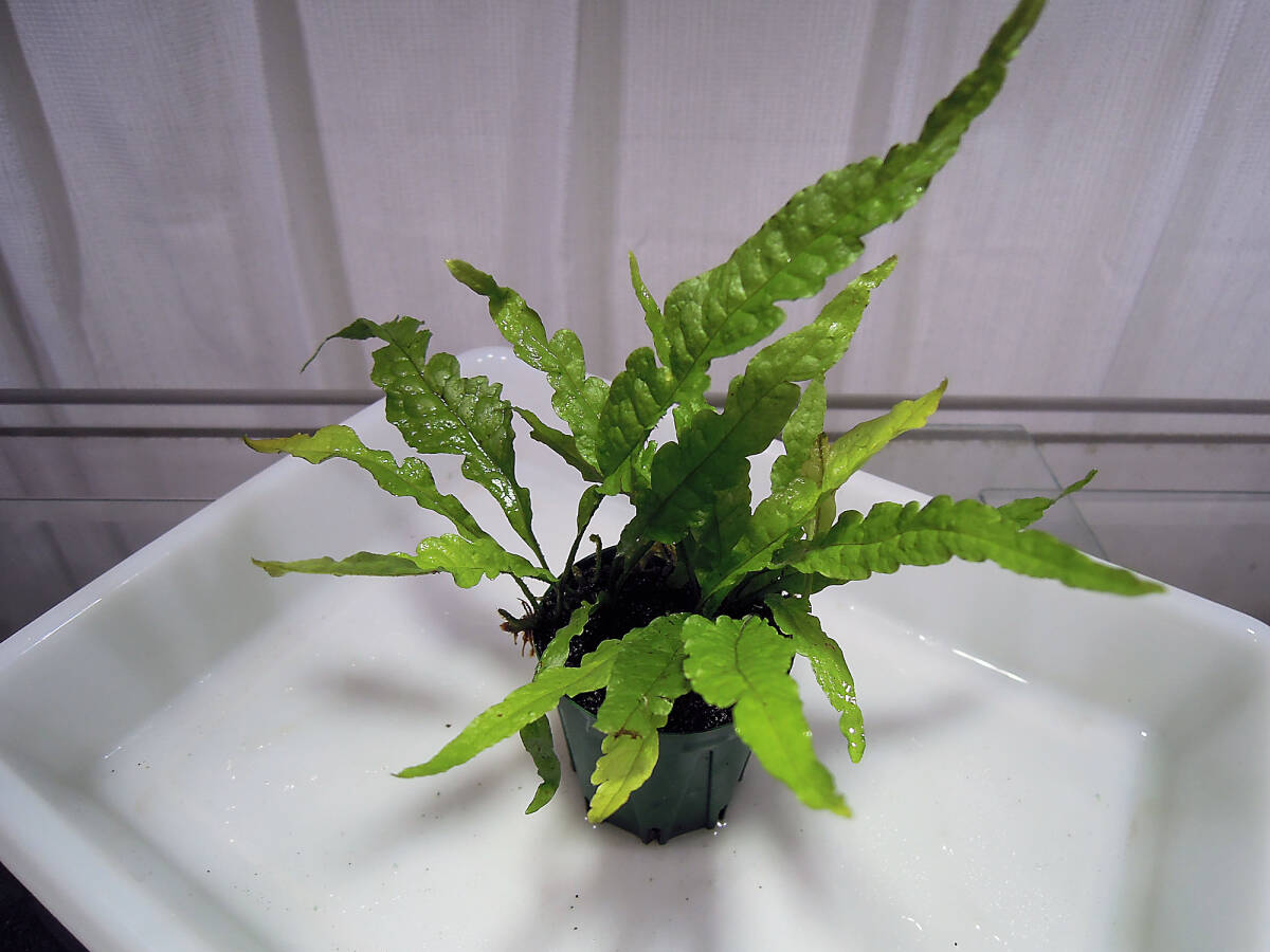 Yahoo!オークション - 0708ミクロsp._逆トロピカ