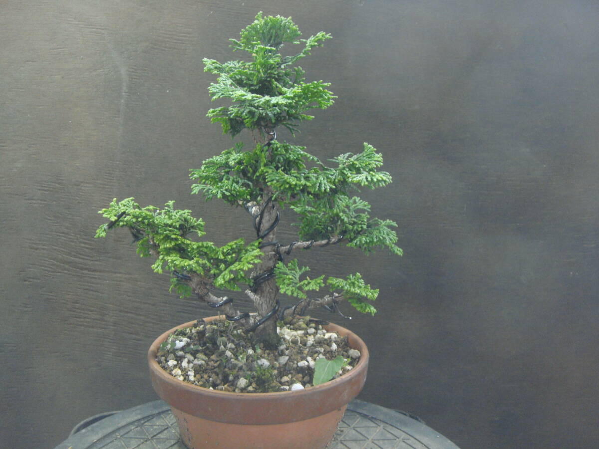 Yahoo!オークション - 津山ヒノキ