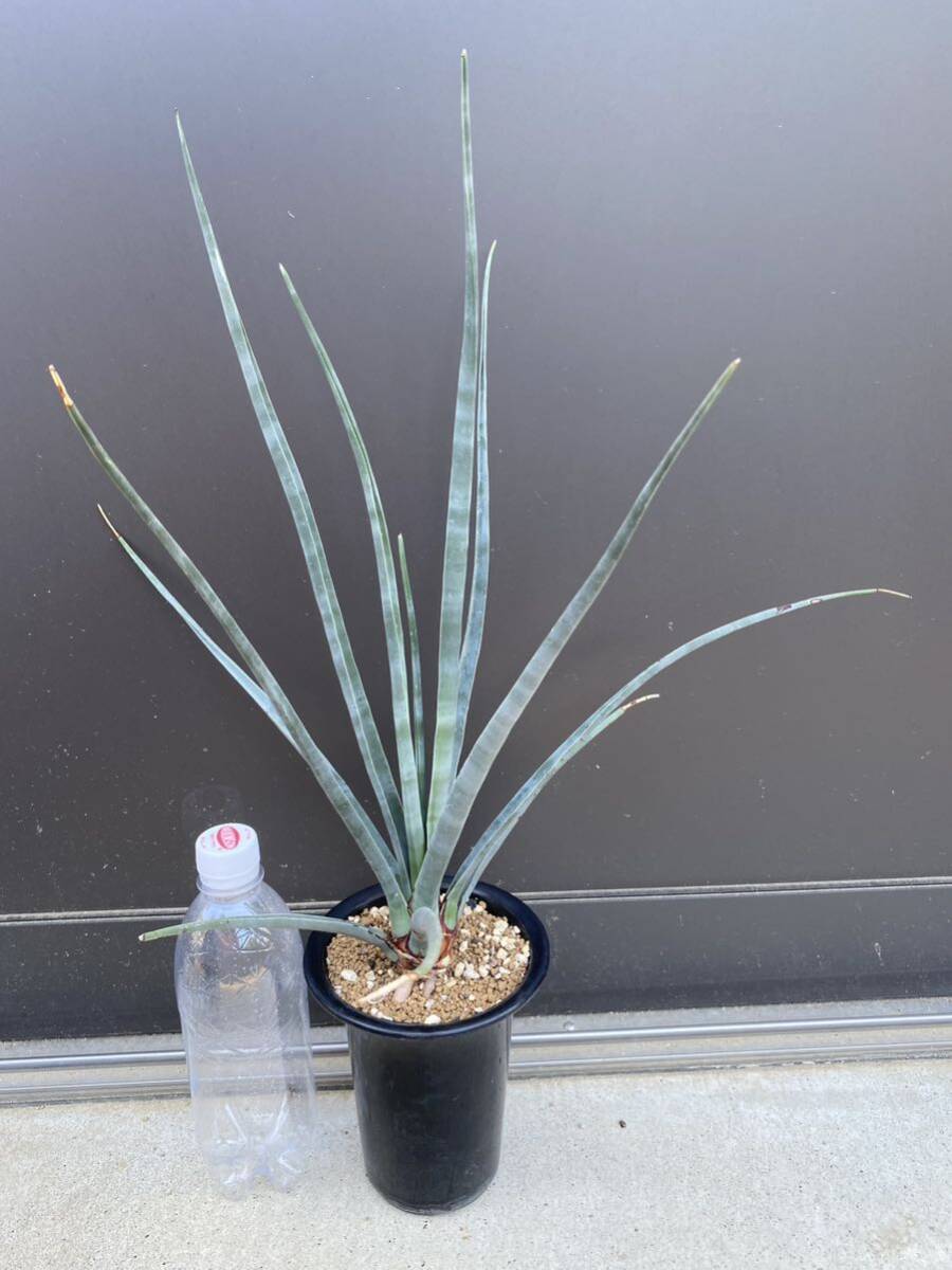 Yahoo!オークション - ドラセナ セルラータ Dracaena serrulata 大株 Yahoo!オークション - ドラセナ セルラータ Dracaena serrulata 大株