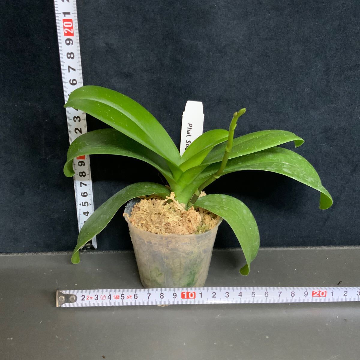 Yahoo!オークション - (^ ^)(20) Phal. Sogo Vivian 'Smurf' (Special ...