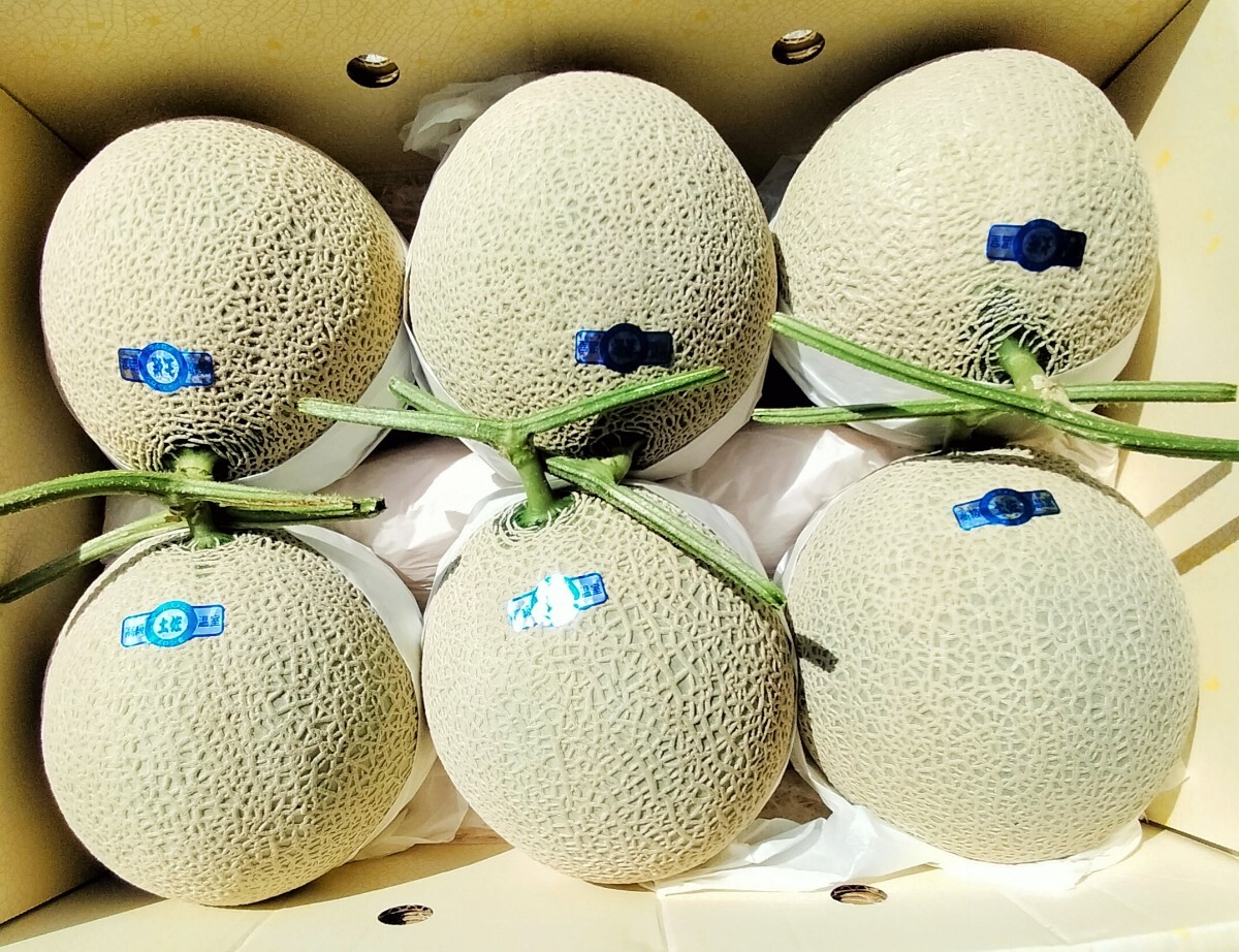 Yahoo!オークション - 高知産 約9 9Kg マスクメロン 6玉入り 美品