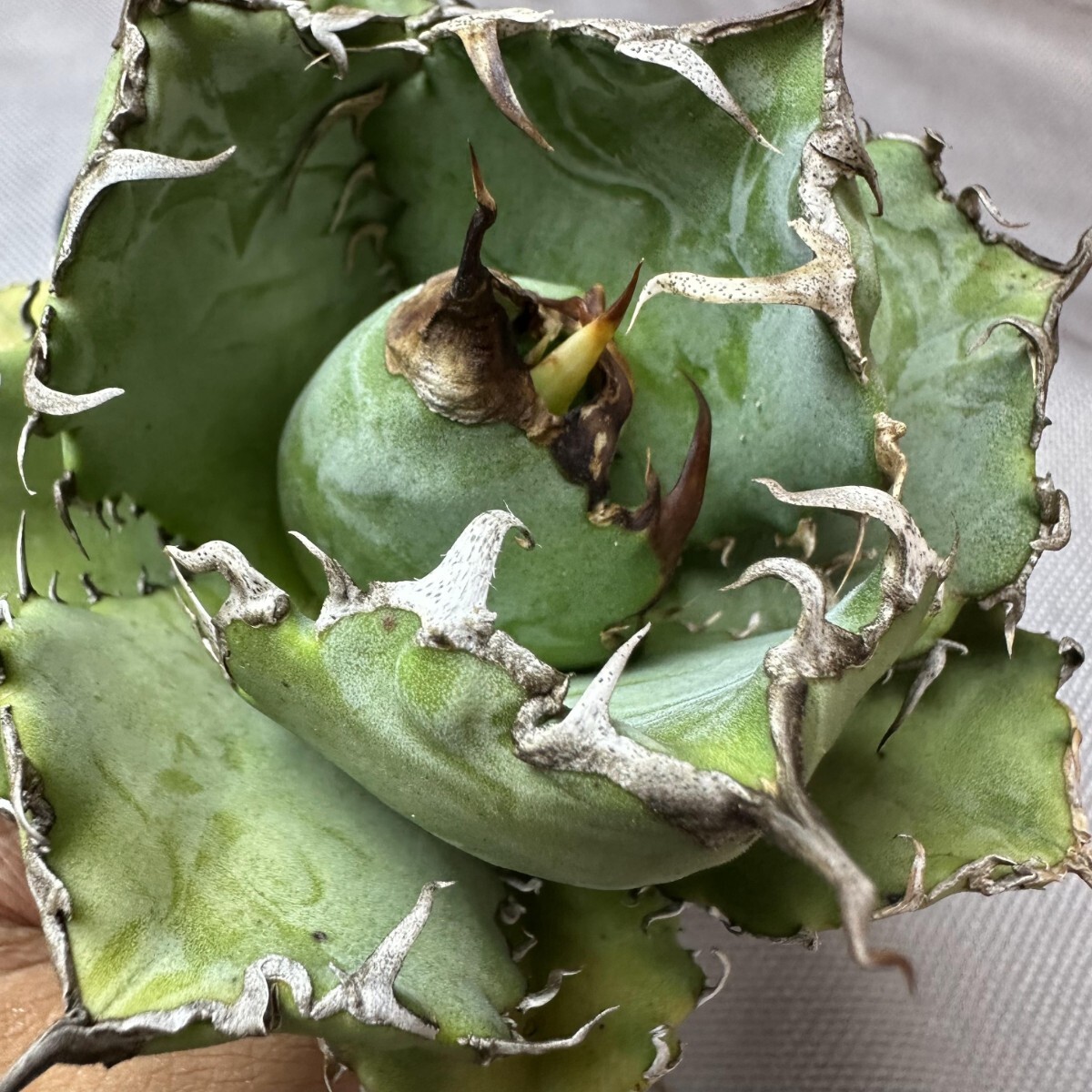 Yahoo!オークション - 【青田園芸】F65 特選 アガベ 多肉植物 チタノタ...