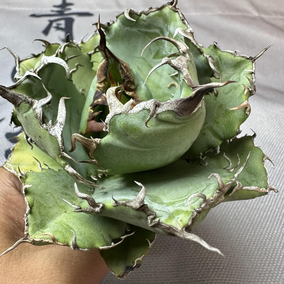 Yahoo!オークション - 【青田園芸】F65 特選 アガベ 多肉植物 チタノタ...