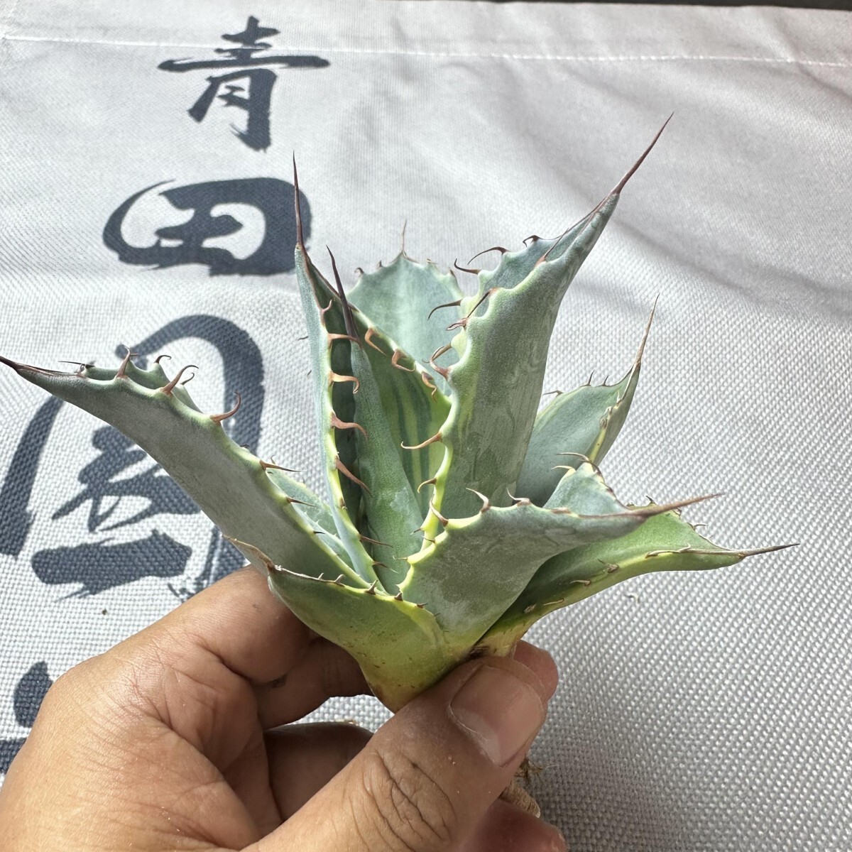 Yahoo!オークション - 【青田園芸】F68アガベ パラサナ錦 ファイヤーボ...