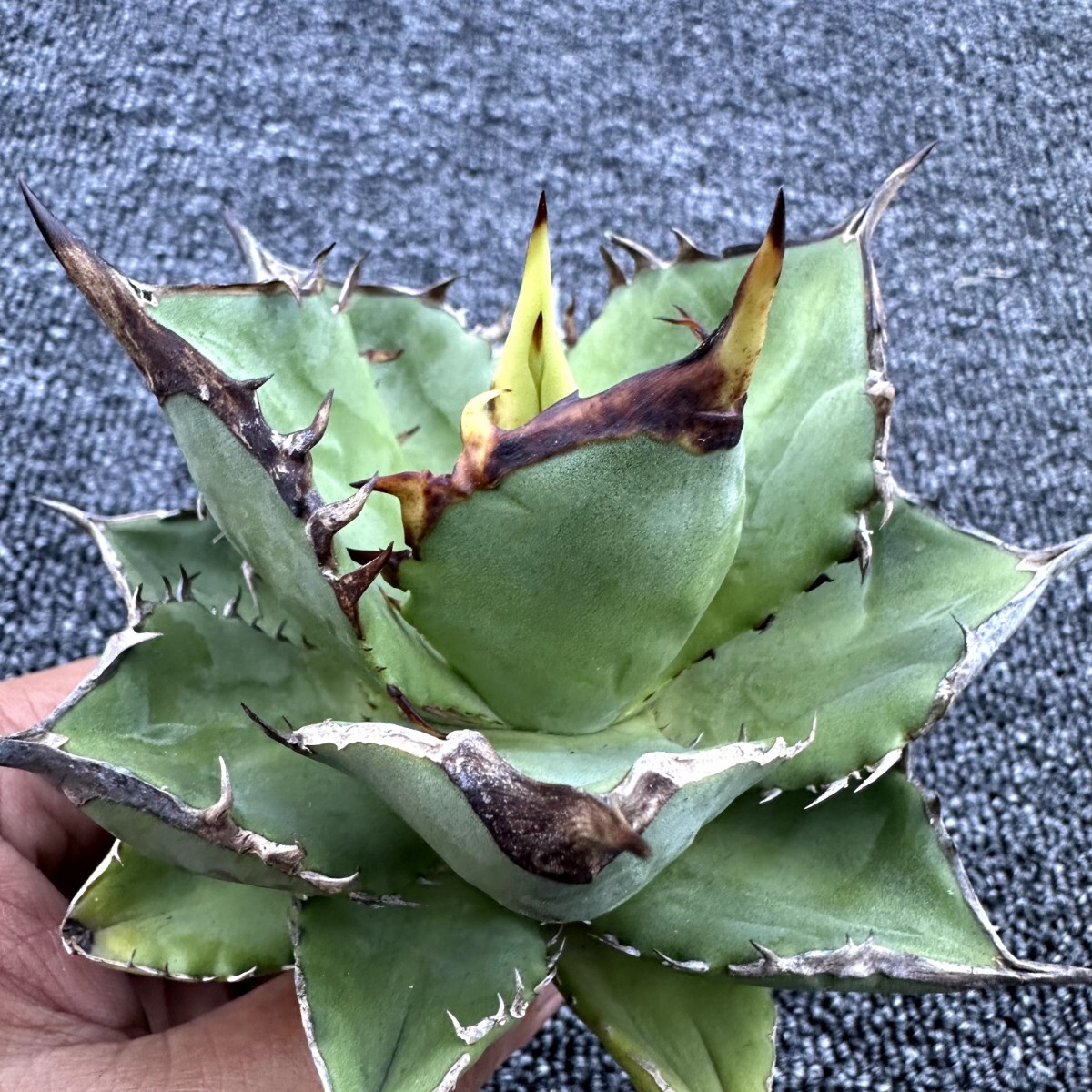 Yahoo!オークション - J47【青田園芸】多肉植物アガベ チタノタ 剣龍