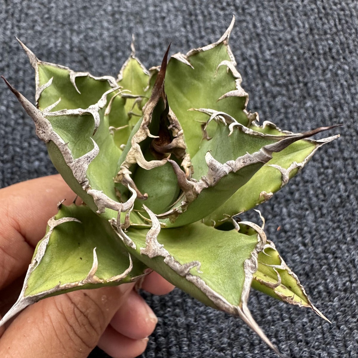 Yahoo!オークション - AB9【青田園芸】特選 アガベ 多肉植物 チタノタ ...