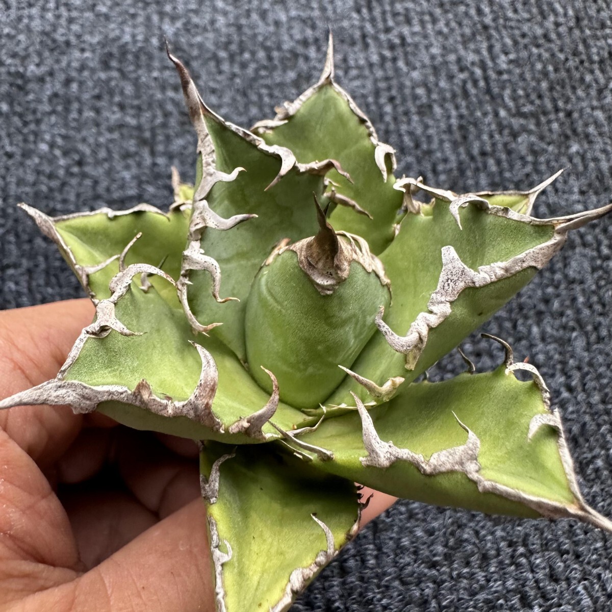 Yahoo!オークション - AB9【青田園芸】特選 アガベ 多肉植物 チタノタ ...