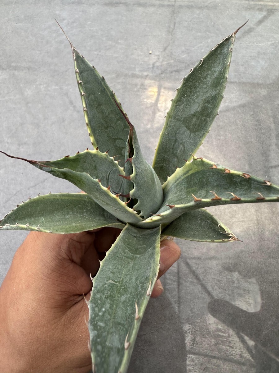 Yahoo!オークション - 【青田園芸】G69アガベ パラサナ錦 ファイヤーボ...